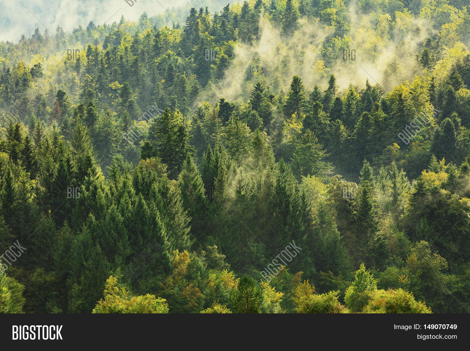 Healthy Deciduous Image & Photo (Free Trial) | Bigstock
