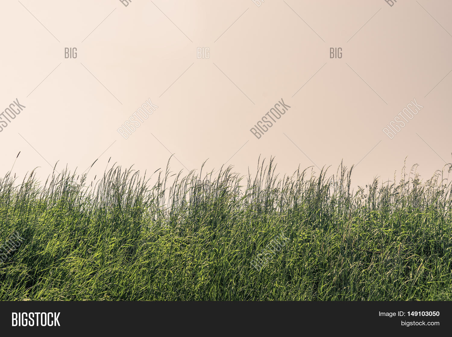 Tall Grass On Meadow Image & Photo (Free Trial) | Bigstock