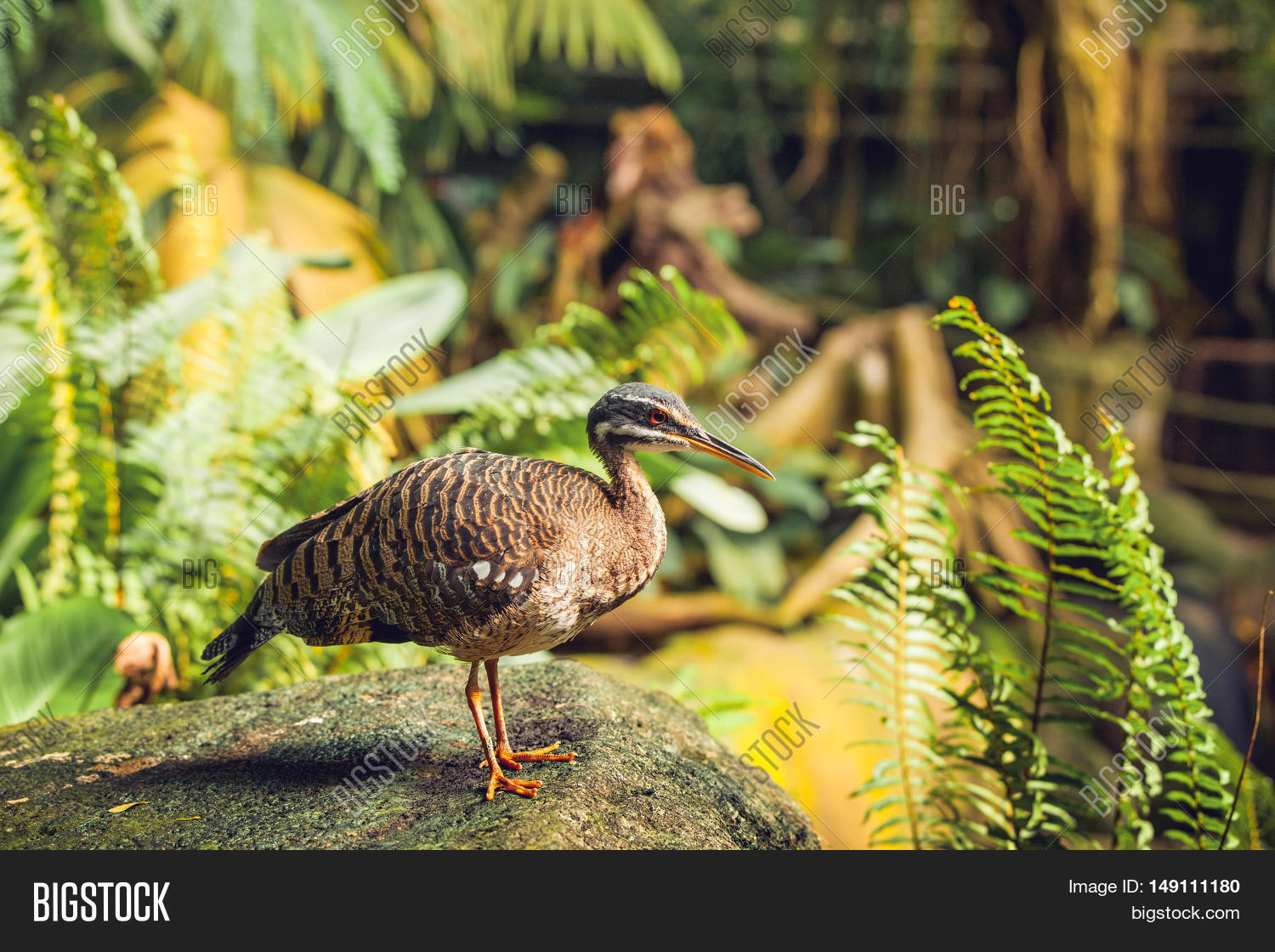 Sunbittern Bird Image & Photo (Free Trial) | Bigstock