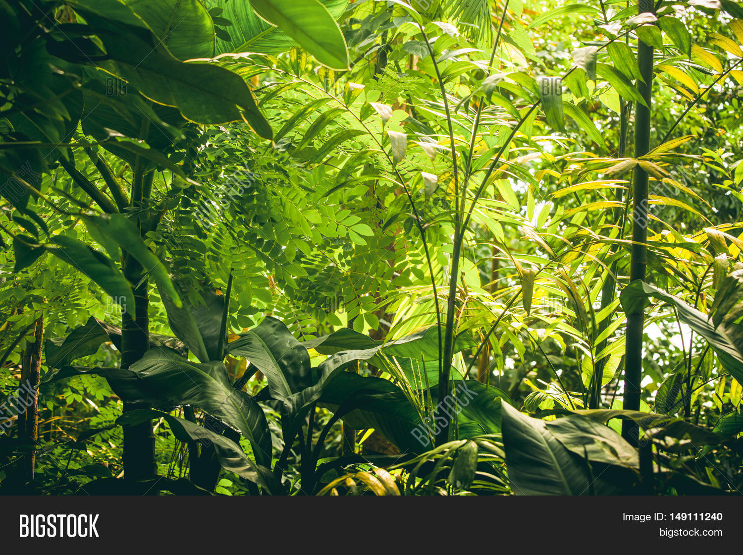 Tropical Vegetation Image & Photo (Free Trial) | Bigstock