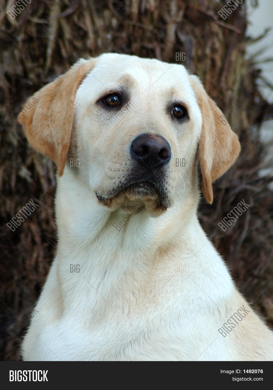 Labradog Retriever Dog Image & Photo (Free Trial) | Bigstock