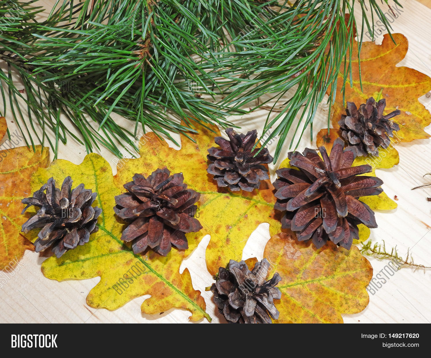 Autumn Objects Image & Photo (Free Trial) | Bigstock