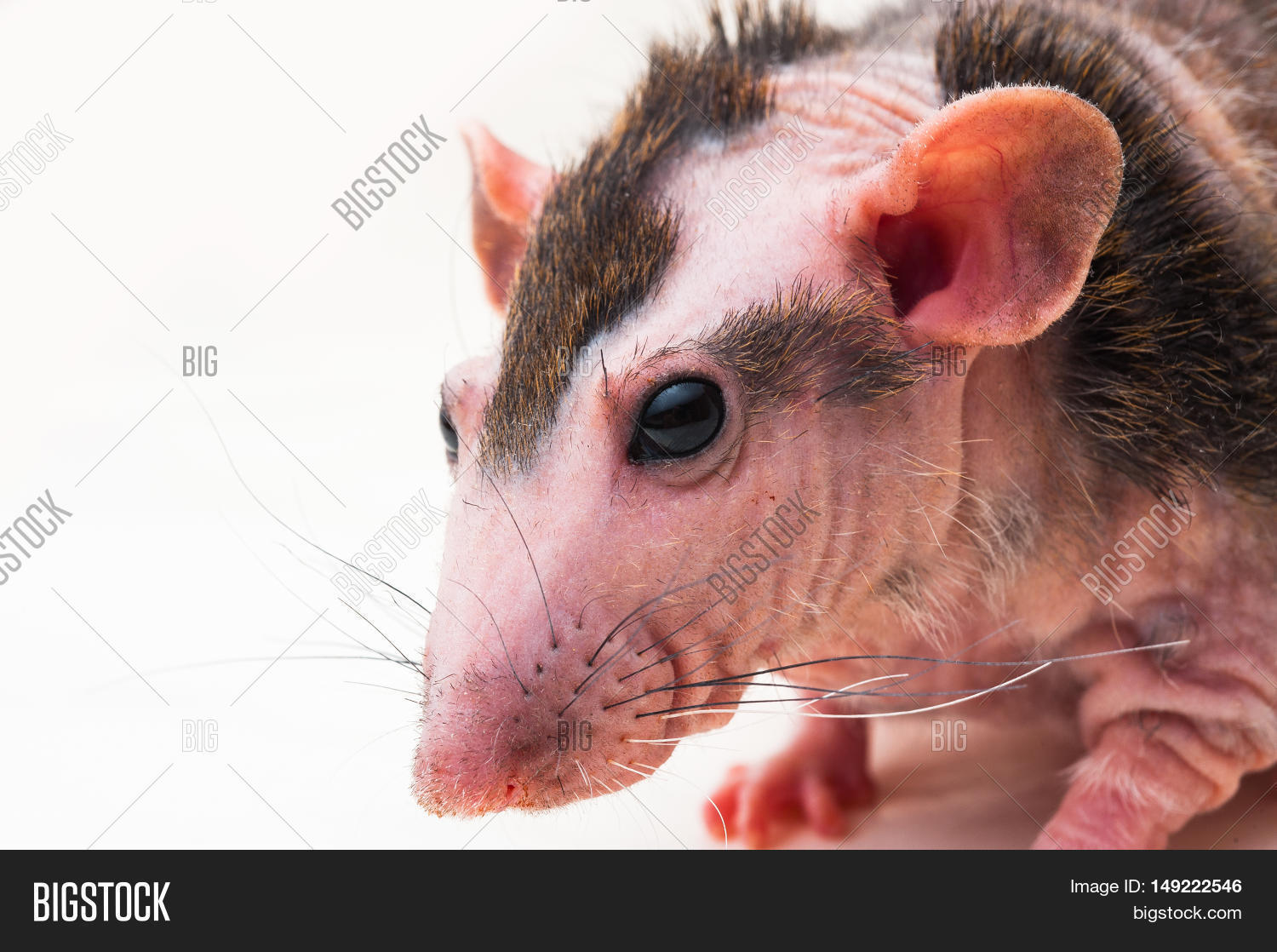 Bald Sphinx Rat. Image & Photo (Free Trial) | Bigstock