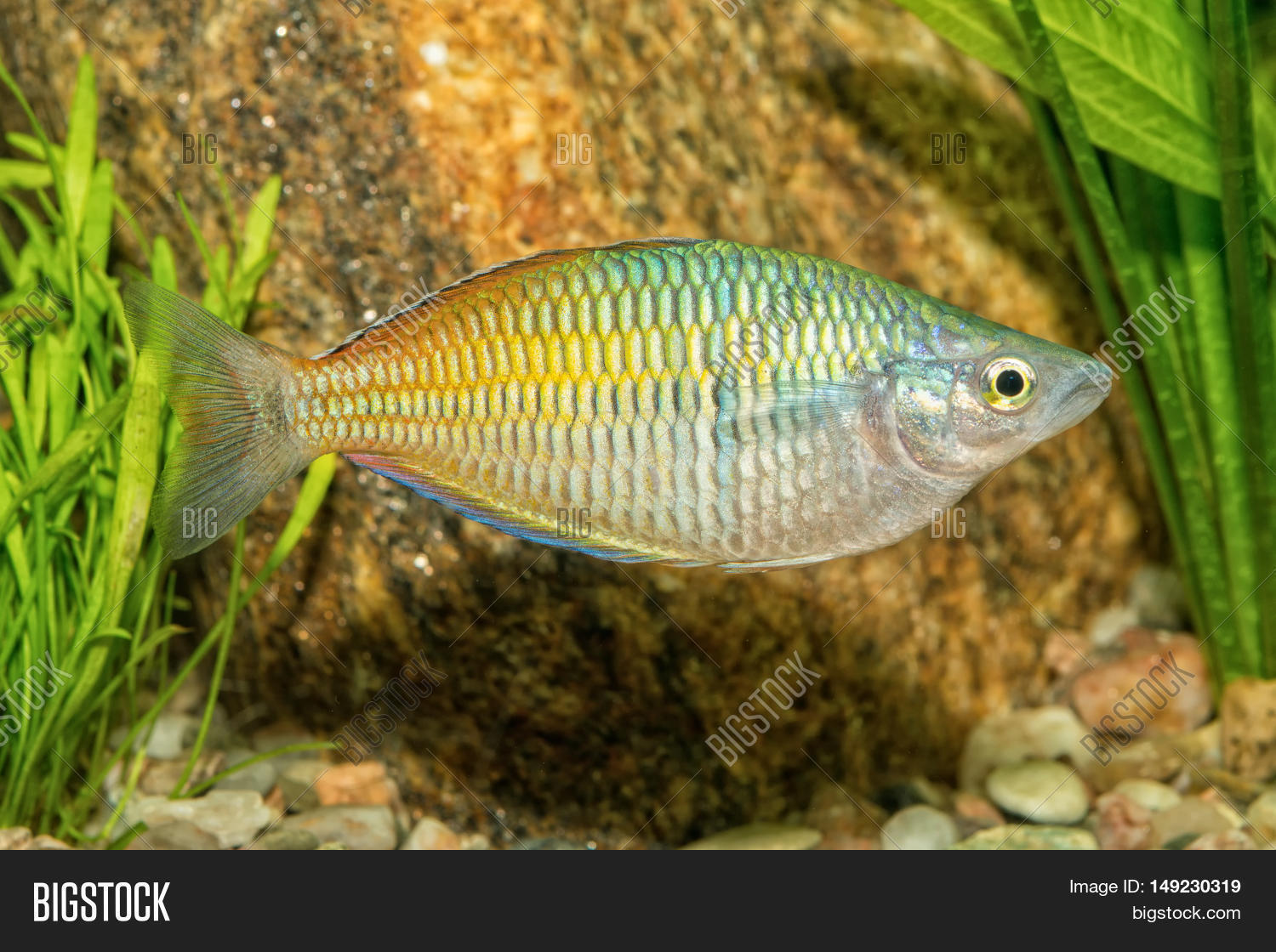 Portrait Rainbowfish ( Image & Photo (Free Trial) | Bigstock