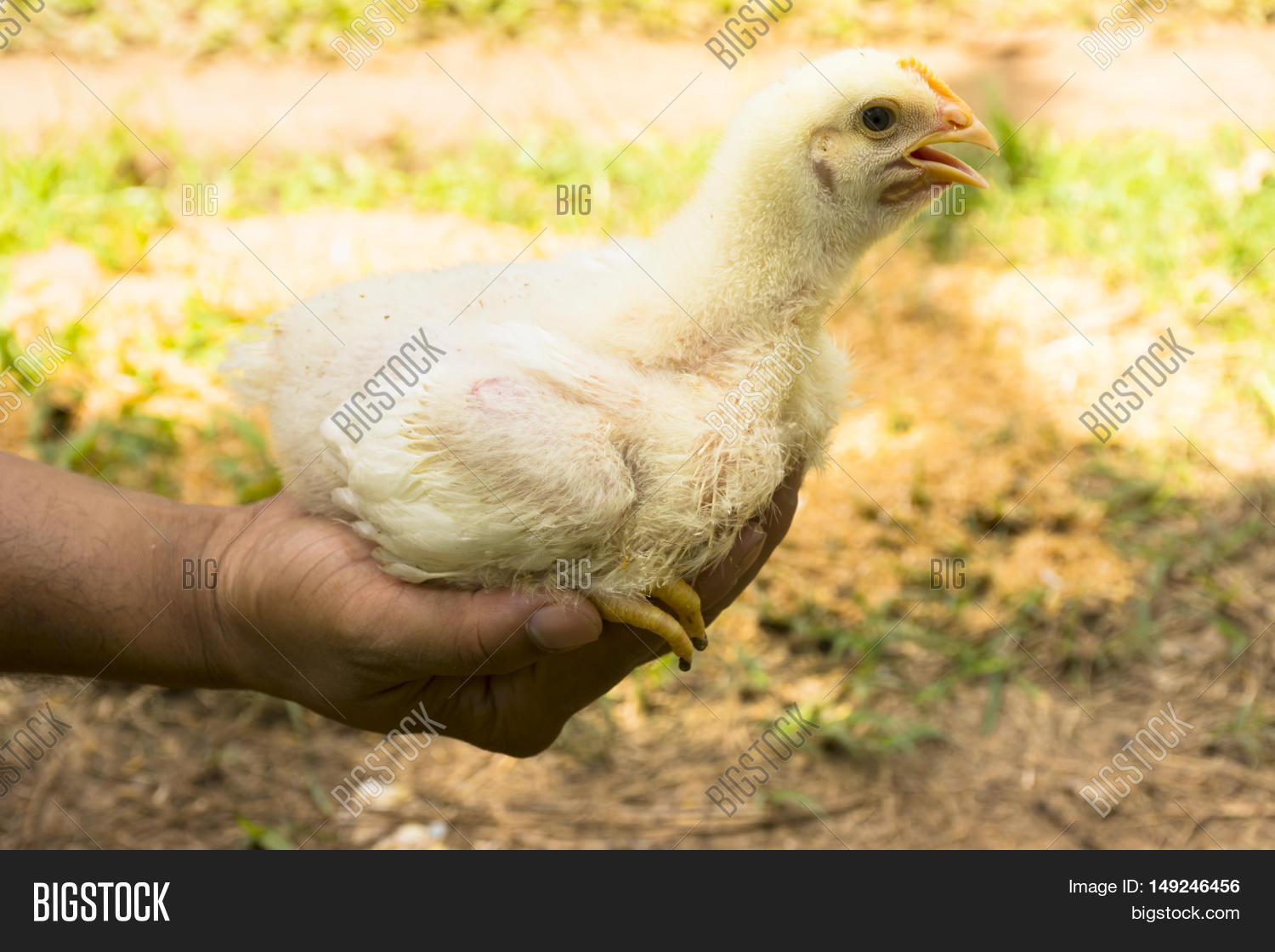 Young Broiler Chicken Image & Photo (Free Trial) | Bigstock