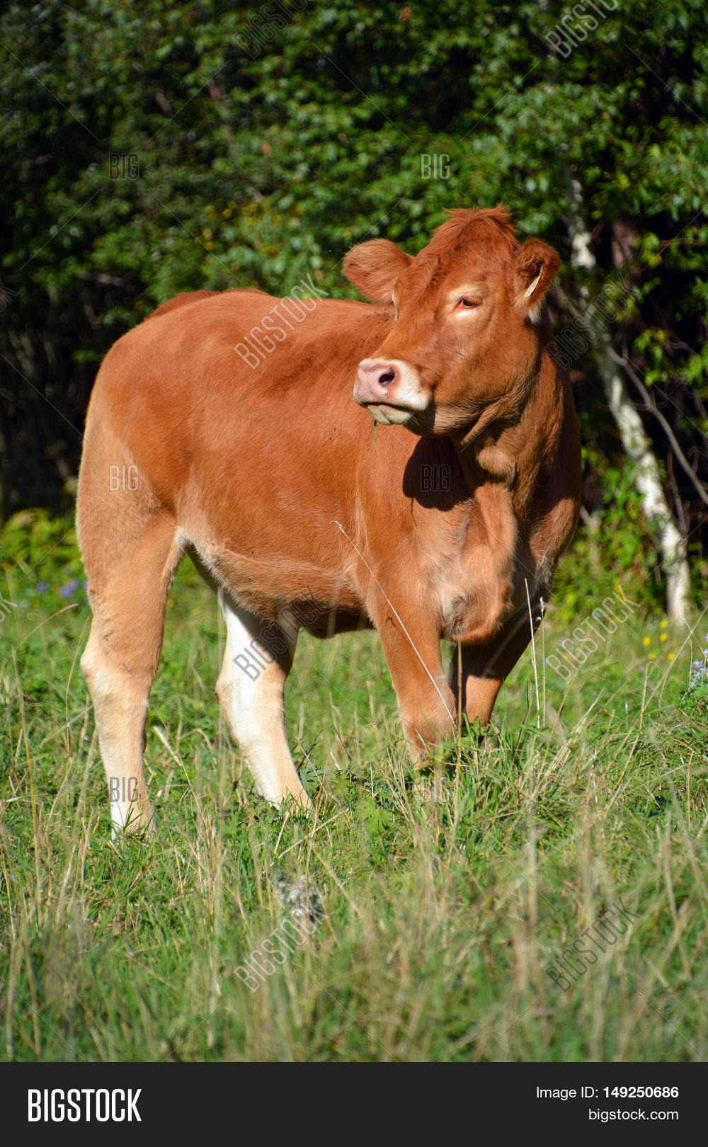 Limousin Cattle Breed Image & Photo (Free Trial) | Bigstock