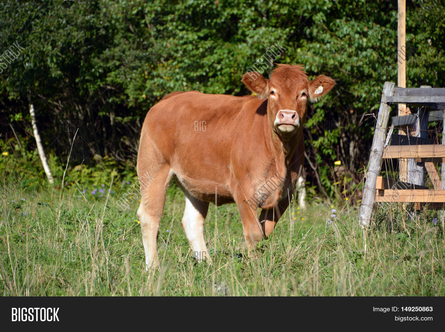 Limousin Cattle Breed Image & Photo (Free Trial) | Bigstock