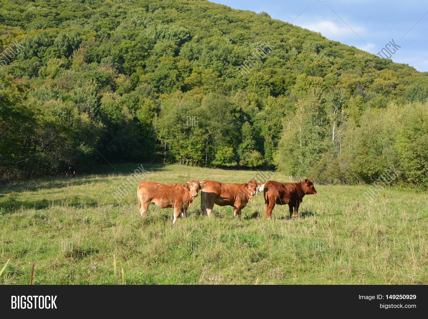 Limousin Cattle Breed Image & Photo (Free Trial) | Bigstock