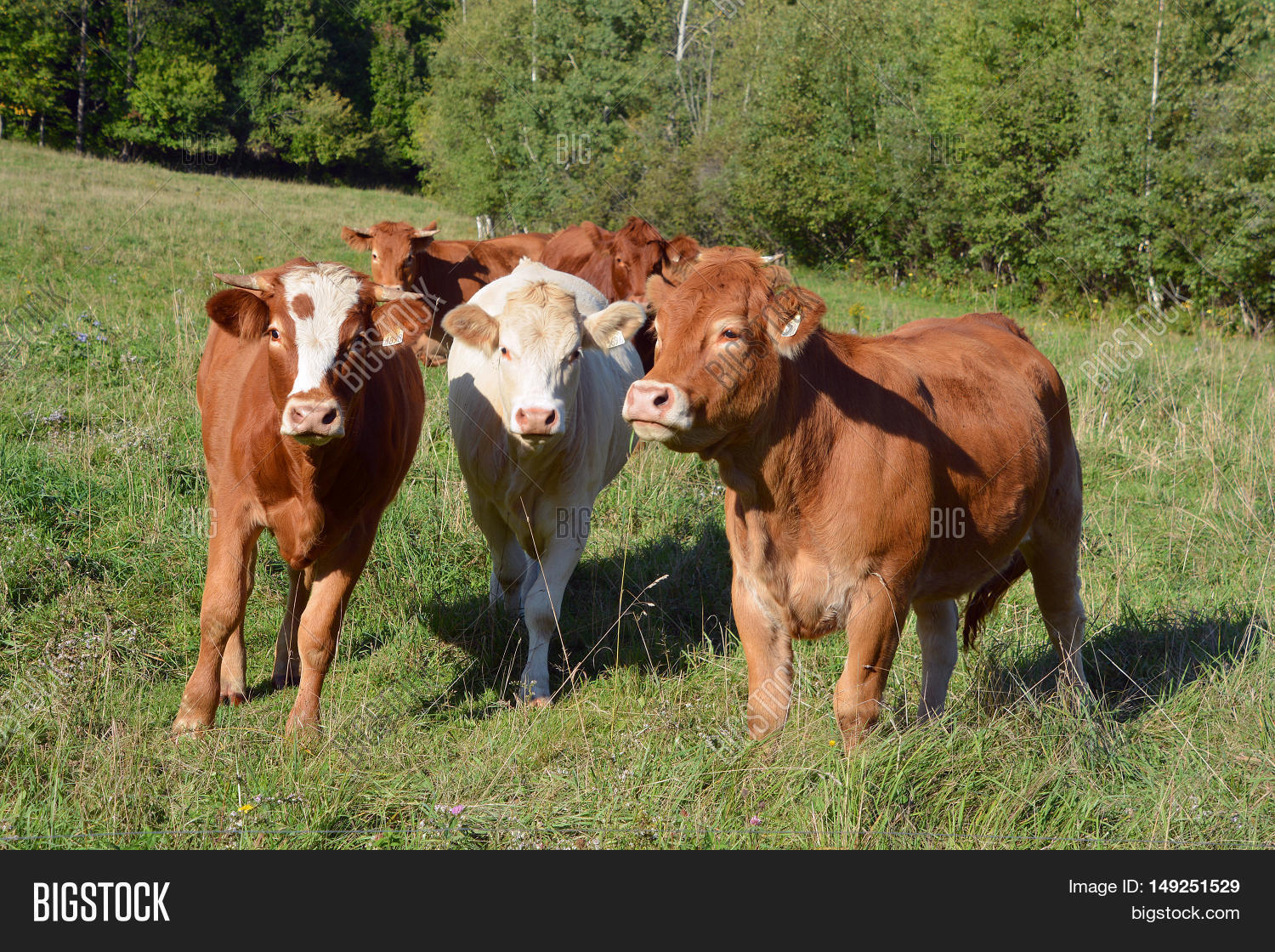 Limousin Cattle Breed Image & Photo (Free Trial) | Bigstock