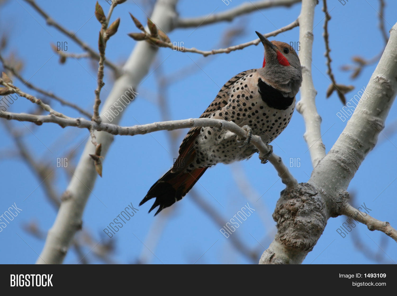 Flicker Image & Photo (Free Trial) | Bigstock