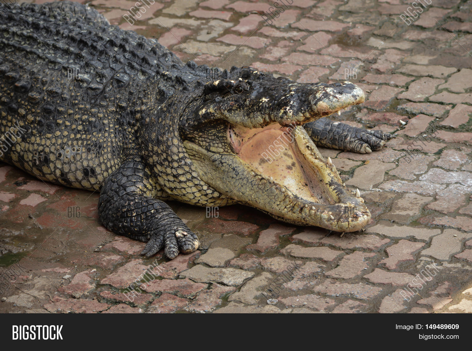 Freshwater Crocodile Image & Photo (Free Trial) | Bigstock