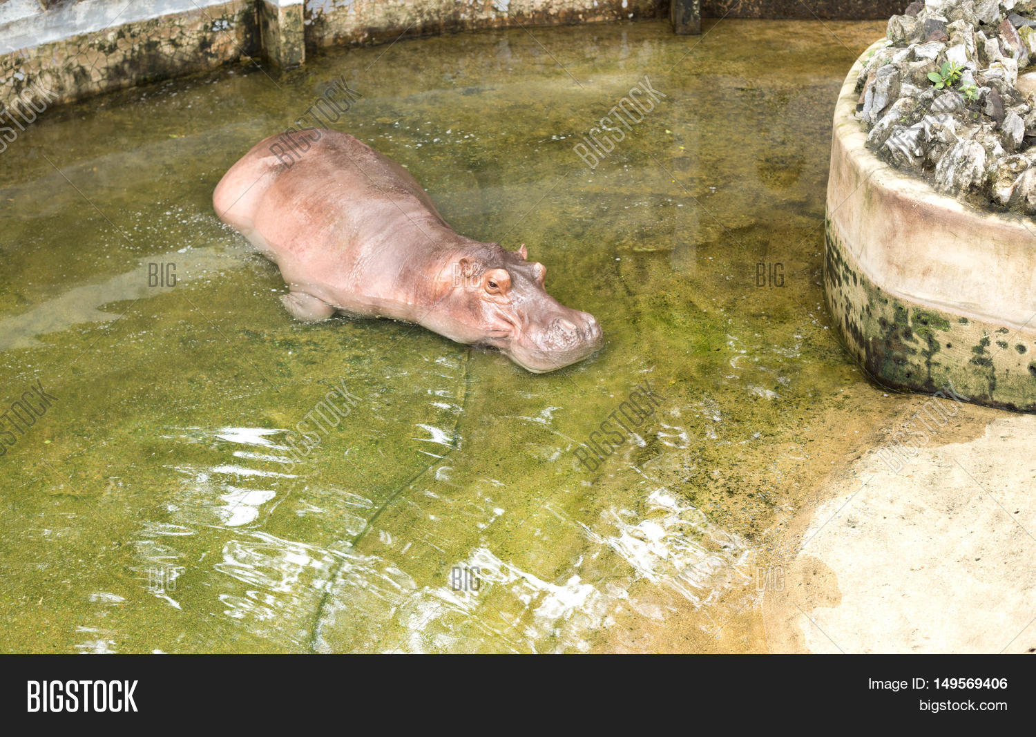 Hippo Laying Water Zoo Image & Photo (Free Trial) | Bigstock