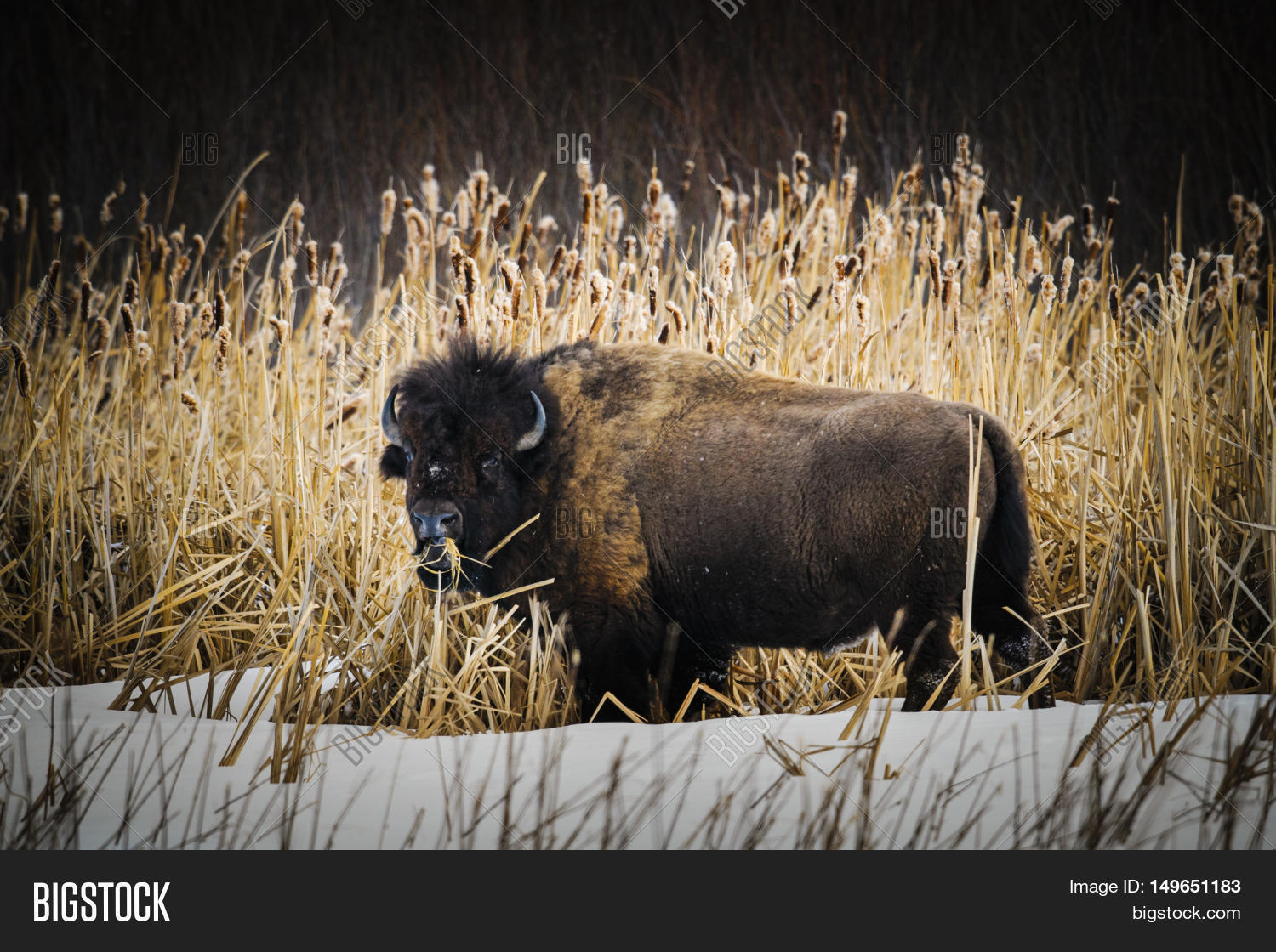 Wild Plains Bison Image & Photo (Free Trial) | Bigstock