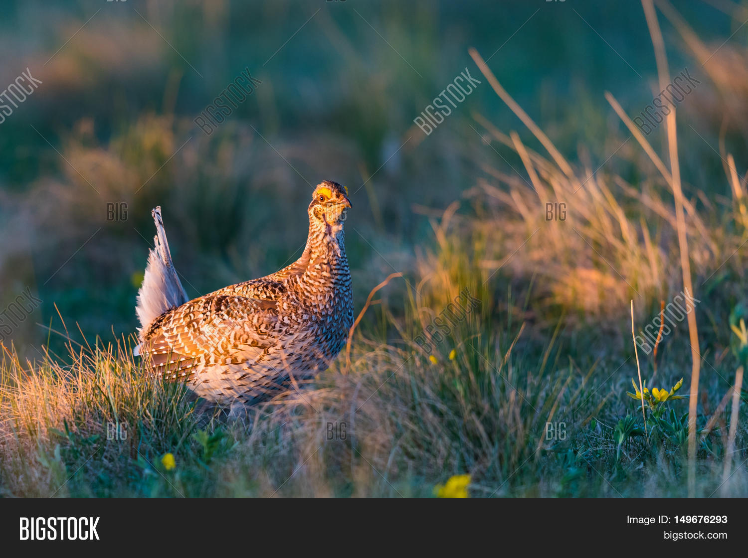 Sharp-tailed Grouse Image & Photo (Free Trial) | Bigstock