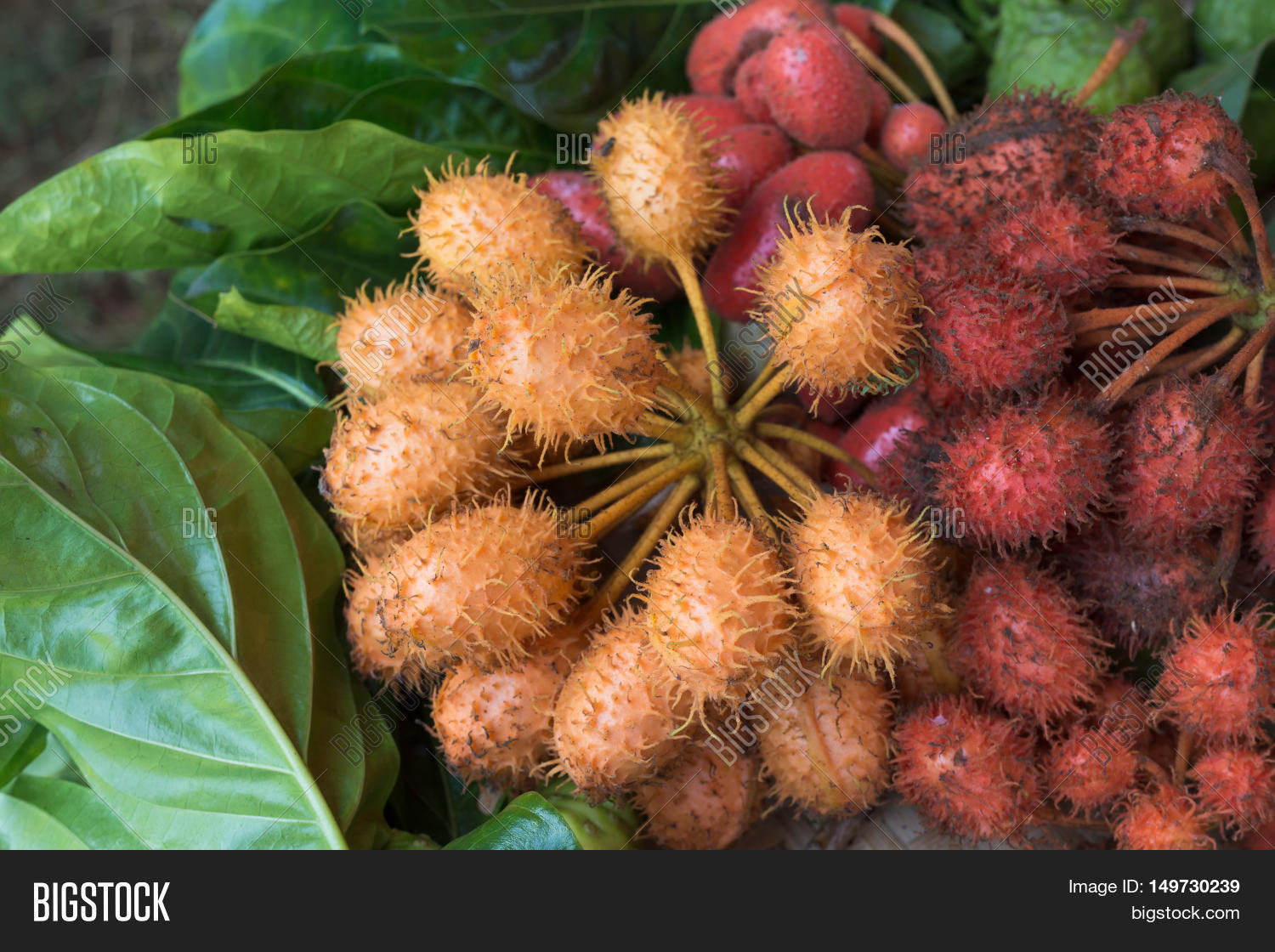 Forest Fruit, Uvaria Image & Photo (Free Trial) | Bigstock