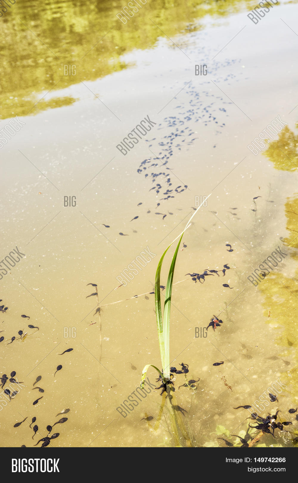 Group Tadpoles Lake. Image & Photo (Free Trial) | Bigstock
