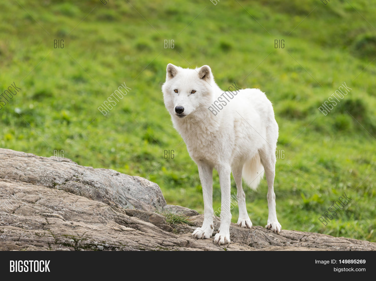 Lone White Arctic Wolf Image & Photo (Free Trial) | Bigstock