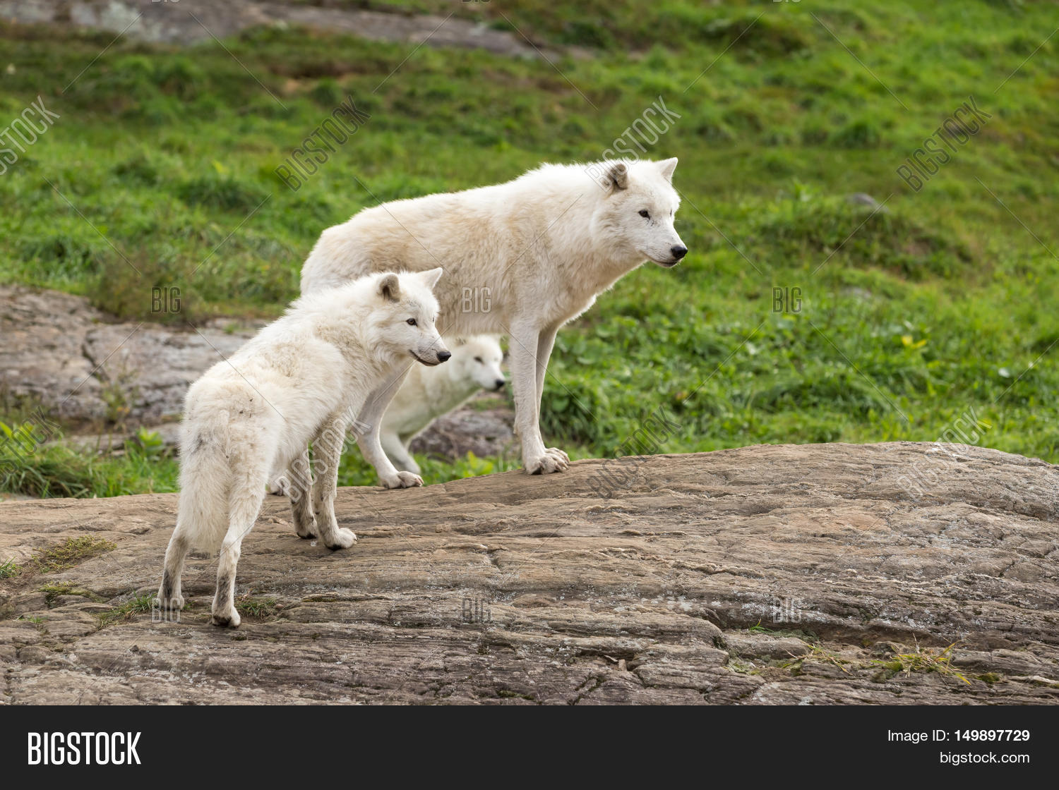 Arctic Wolf Summer Image & Photo (Free Trial) | Bigstock