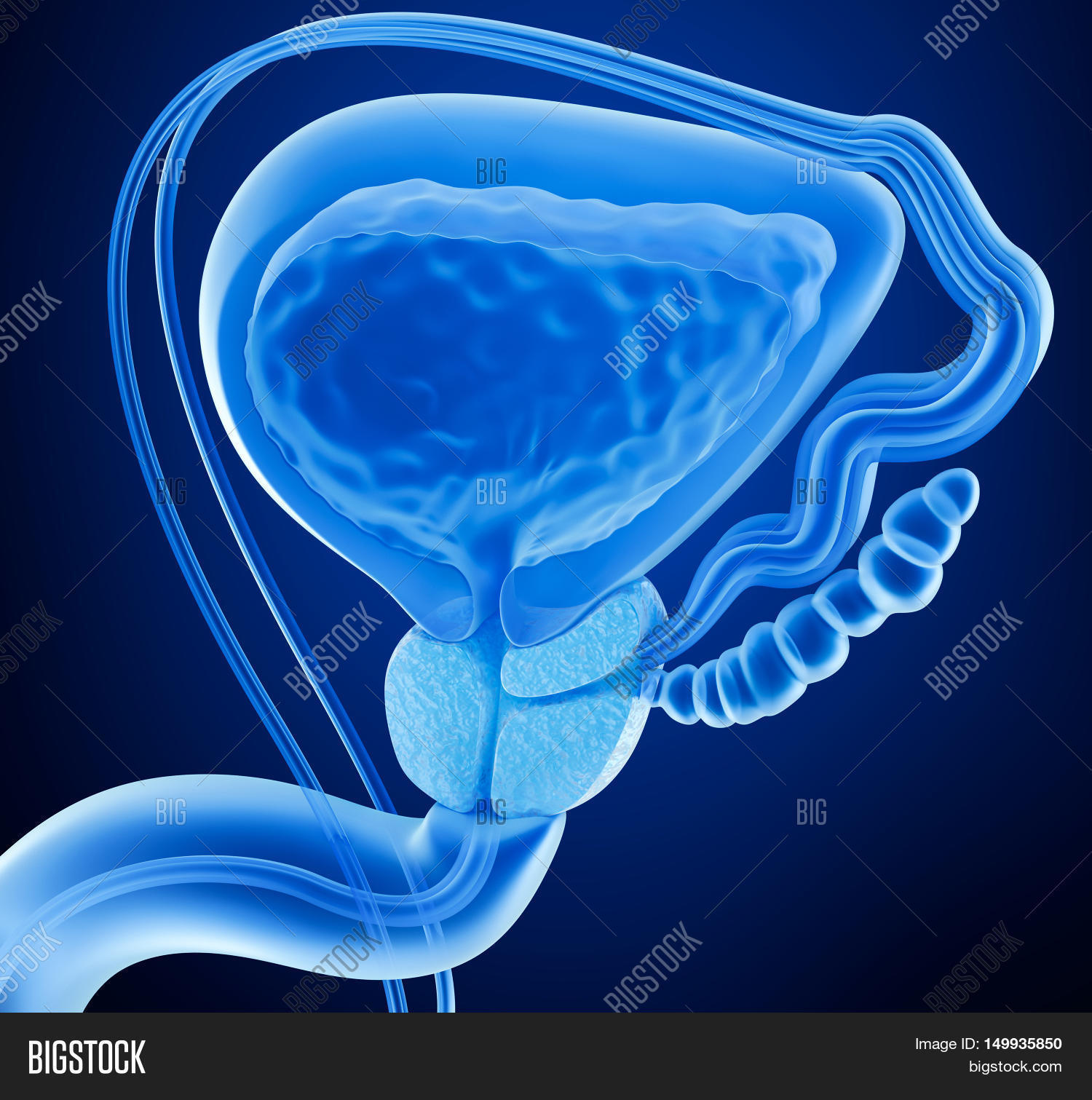 Prostate Male Image & Photo (Free Trial) | Bigstock