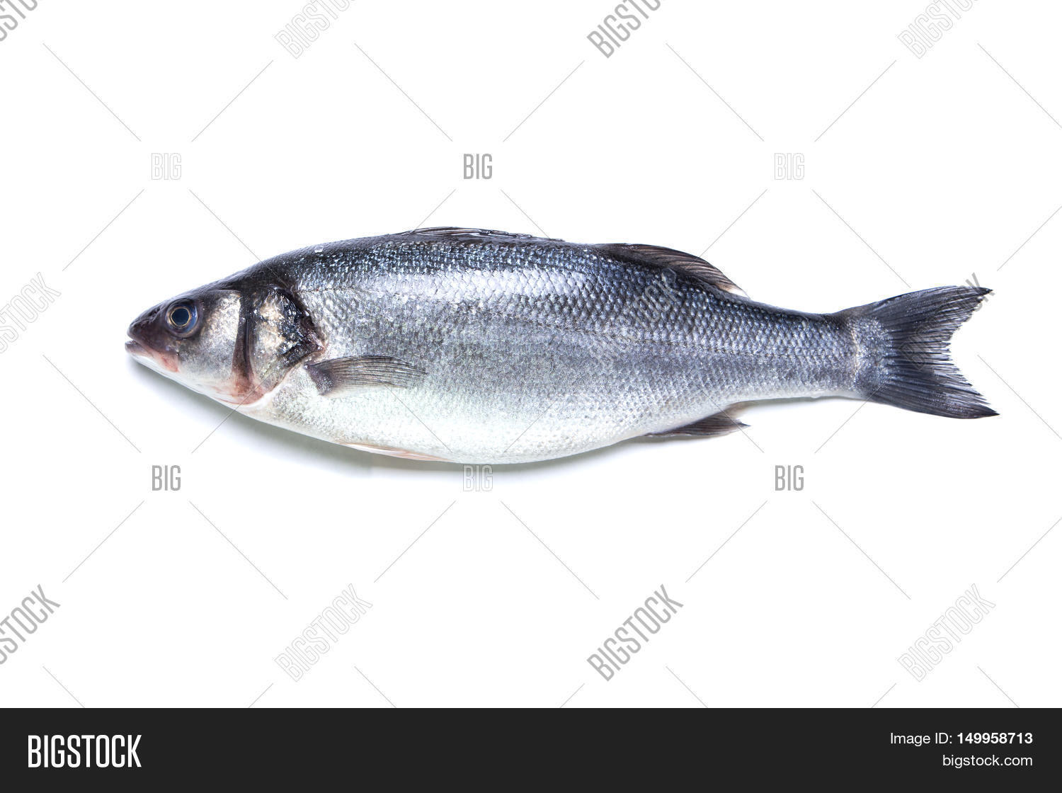 Seabass Fish Isolated Image & Photo (Free Trial) | Bigstock