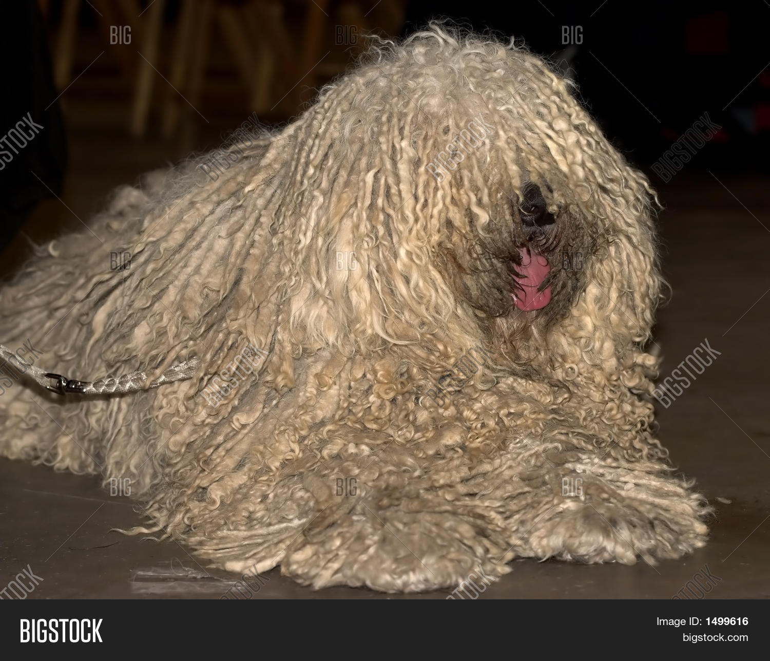 Puli Dog Image & Photo (Free Trial) | Bigstock