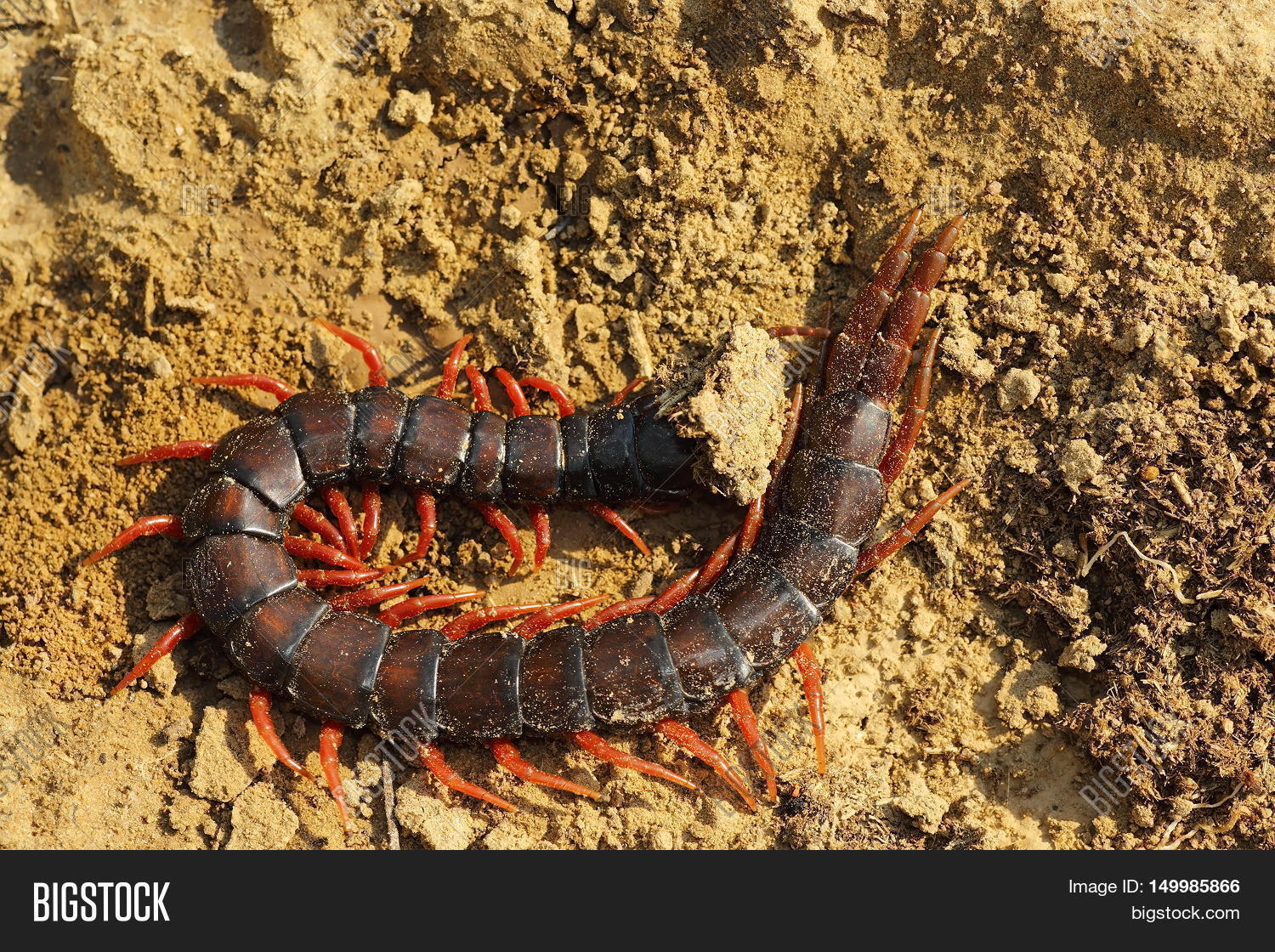 Scolopendra Cingulata