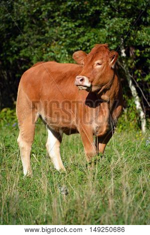 Limousin Cattle Breed Image & Photo (Free Trial) | Bigstock