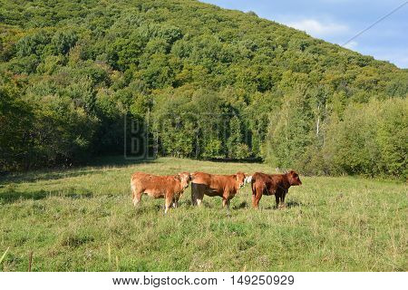 Limousin Cattle Breed Image & Photo (Free Trial) | Bigstock
