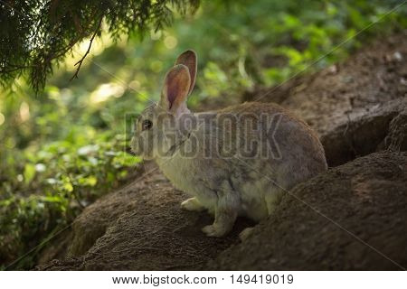 Wild Rabbit Burrow Image & Photo (Free Trial) | Bigstock