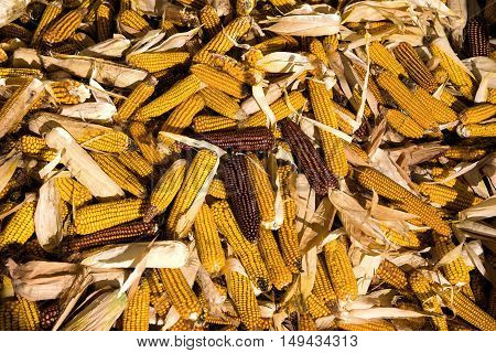 Pile Corn Cobs Farm. Image & Photo (Free Trial) | Bigstock