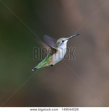 Female Ruby Throated Image & Photo (Free Trial) | Bigstock