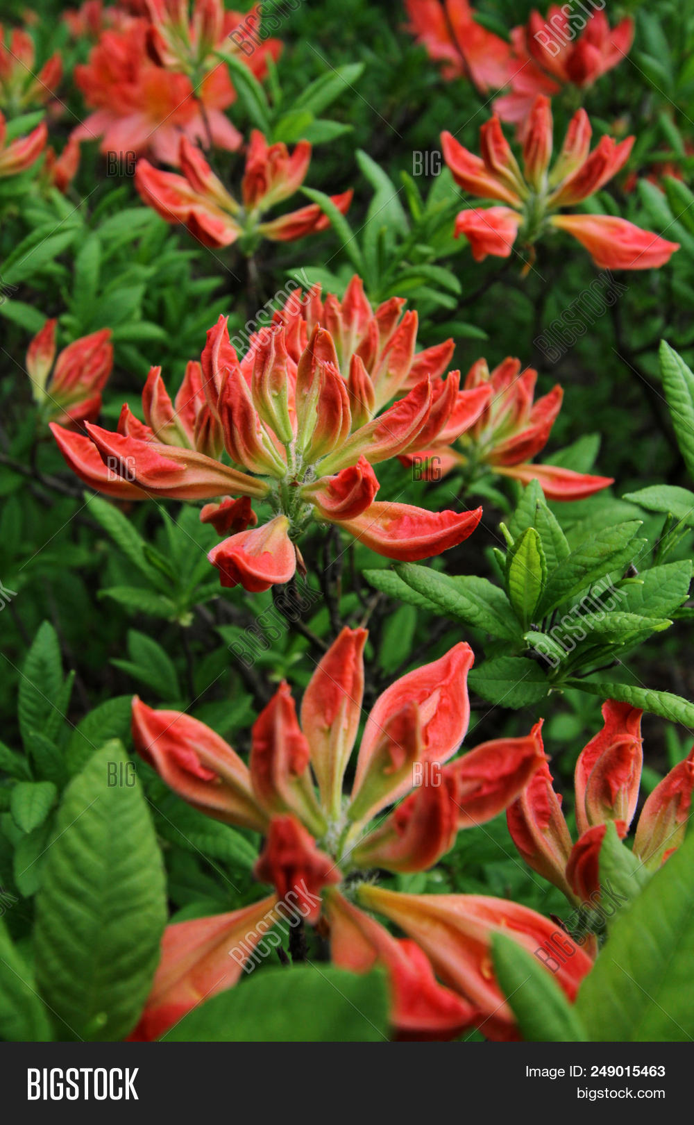 Red Flowers Petals Image & Photo (Free Trial) | Bigstock