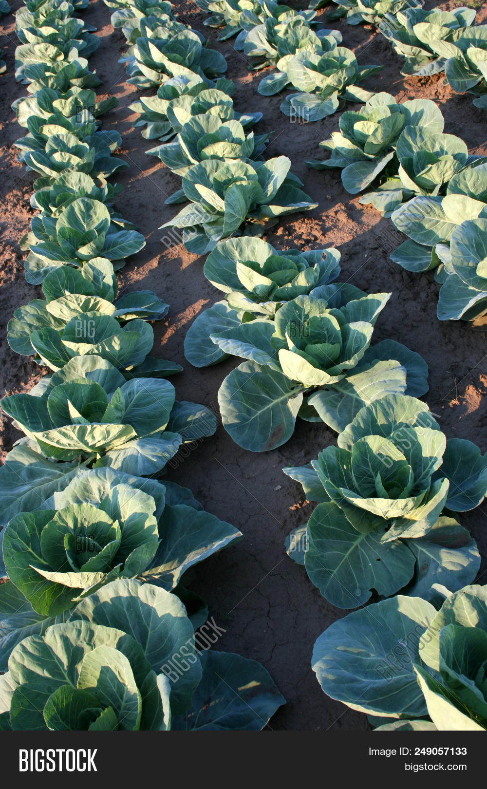 Organic Cabbage Image & Photo (Free Trial) | Bigstock