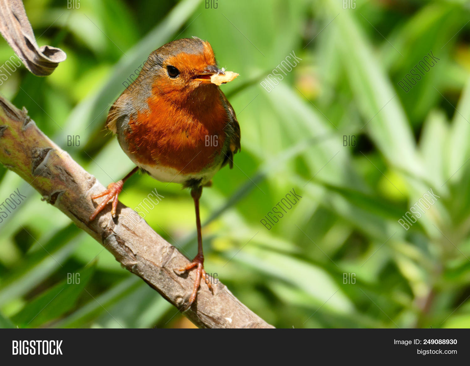Colorful Robin Image & Photo (Free Trial) | Bigstock