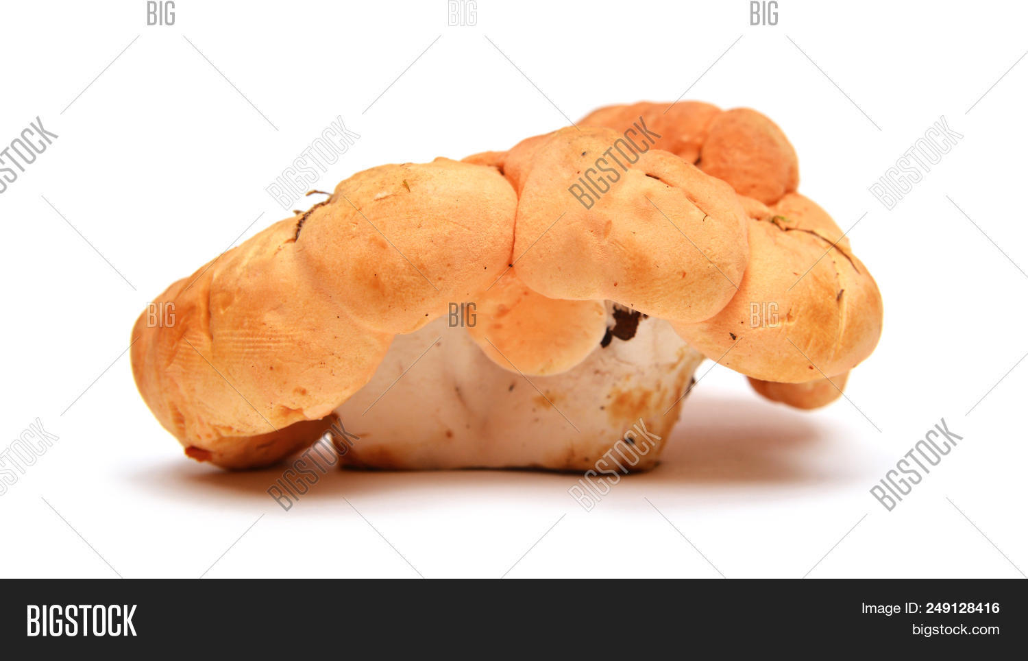 Hydnum Repandum Image & Photo (Free Trial) | Bigstock