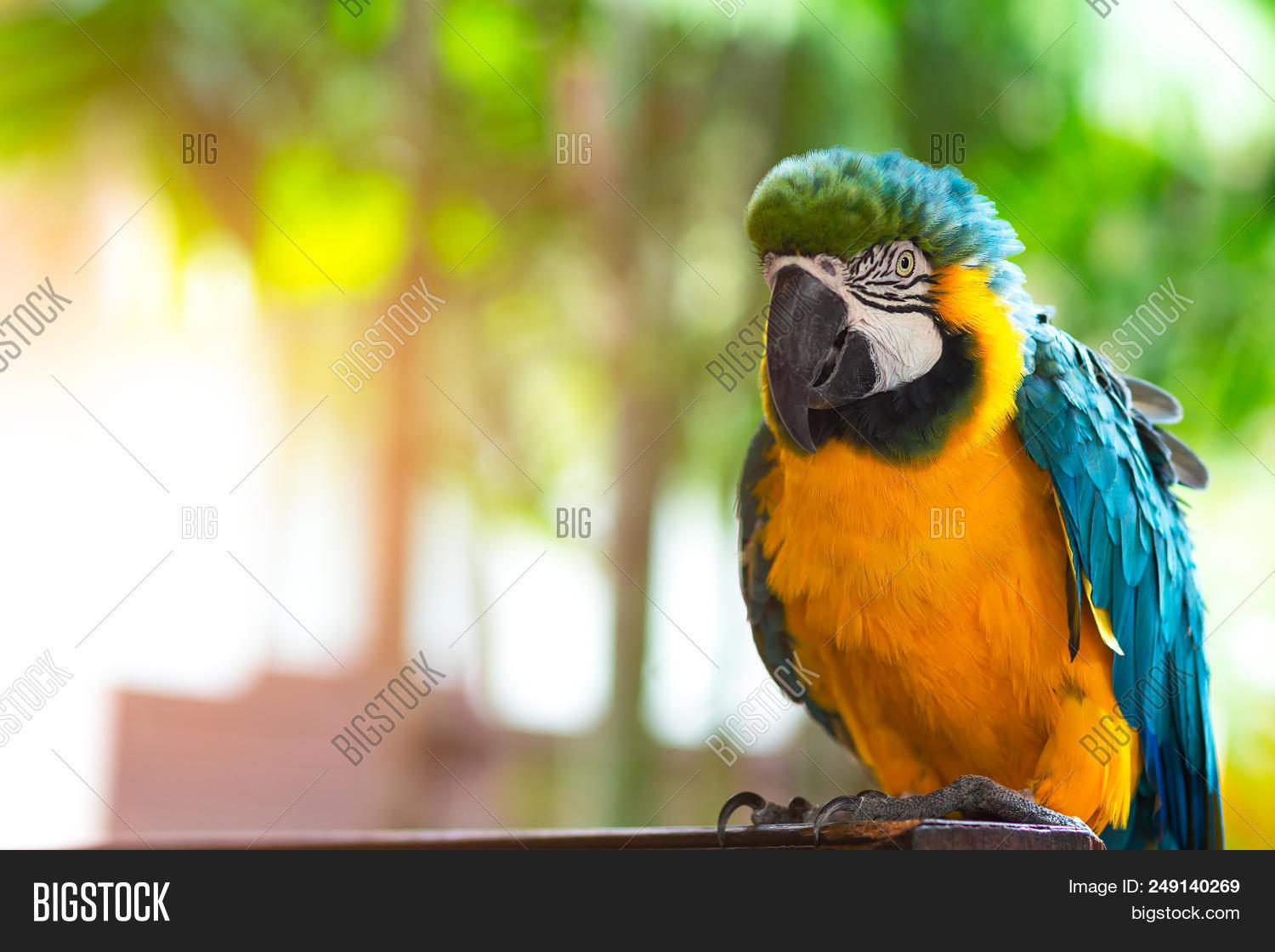 Macore Bird, Ma Core Image & Photo (Free Trial) | Bigstock
