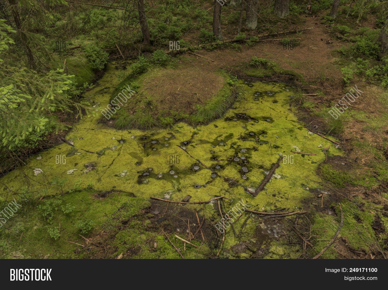 Slavkovsky Les Image & Photo (Free Trial) | Bigstock