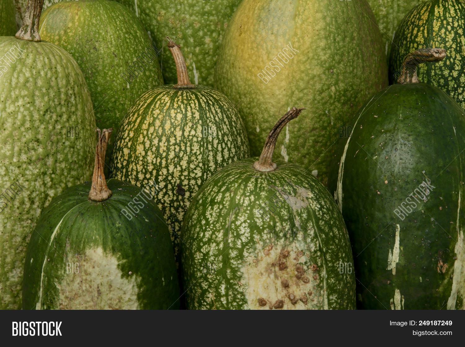 Huge Fig Leaf Gourds Image & Photo (Free Trial) | Bigstock