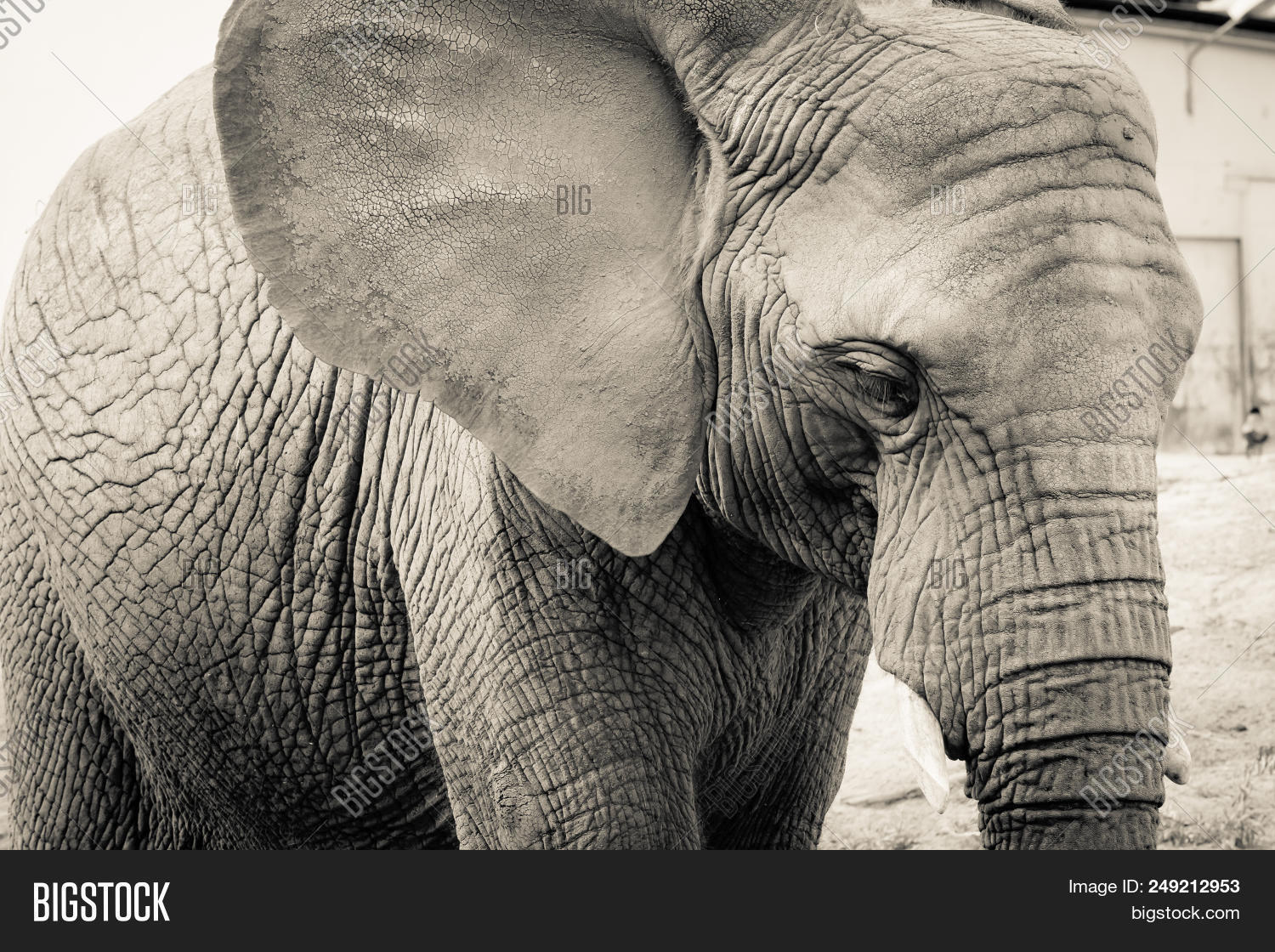 Elephant Close- Sad Image & Photo (Free Trial) | Bigstock