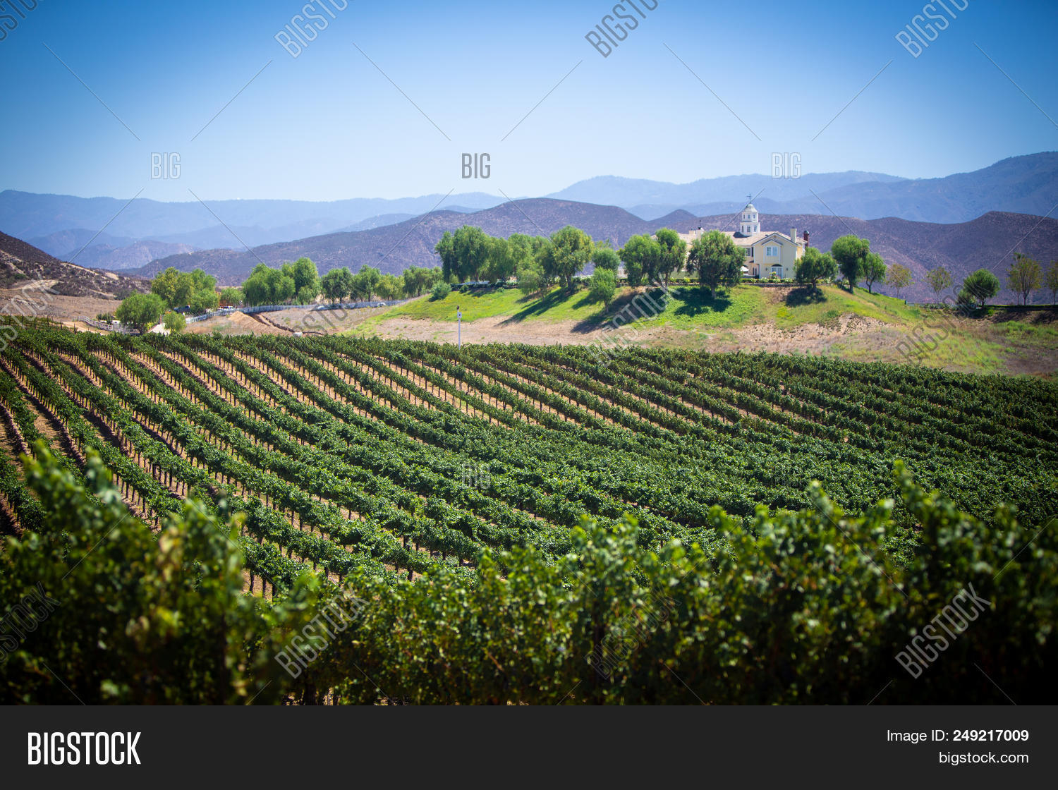 Wine Yard View Image & Photo (Free Trial) | Bigstock