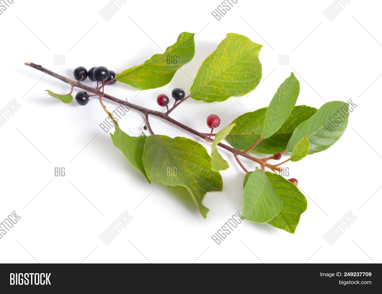 Frangula Alnus, Image & Photo (Free Trial) | Bigstock
