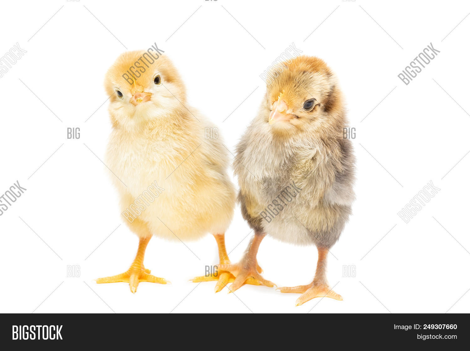 Two Chickens On White Image & Photo (Free Trial) | Bigstock
