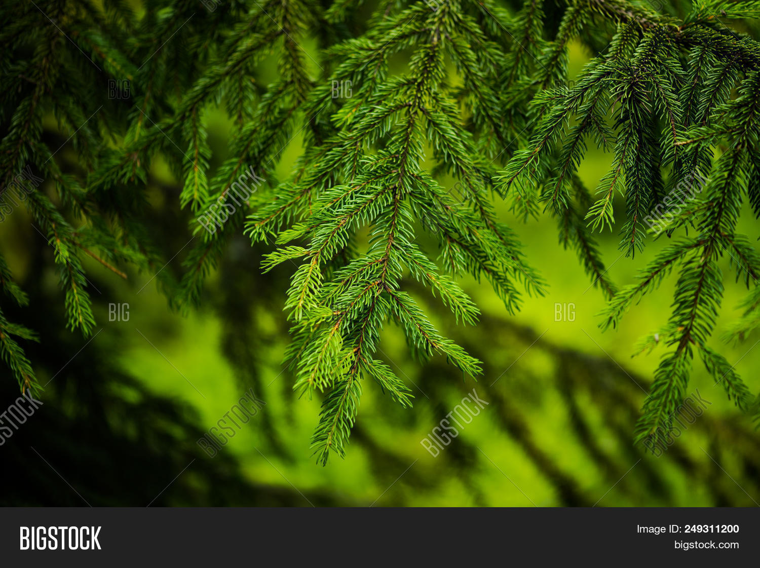 Coniferous Trees. Image & Photo (Free Trial) | Bigstock