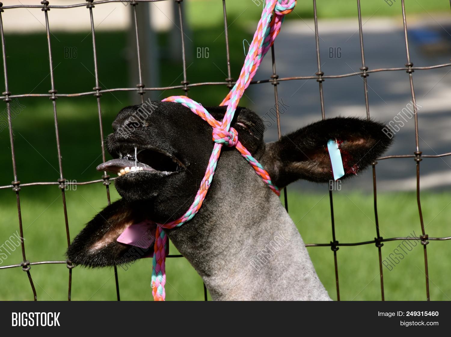 Stubborn Sheared Sheep Image & Photo (Free Trial) | Bigstock