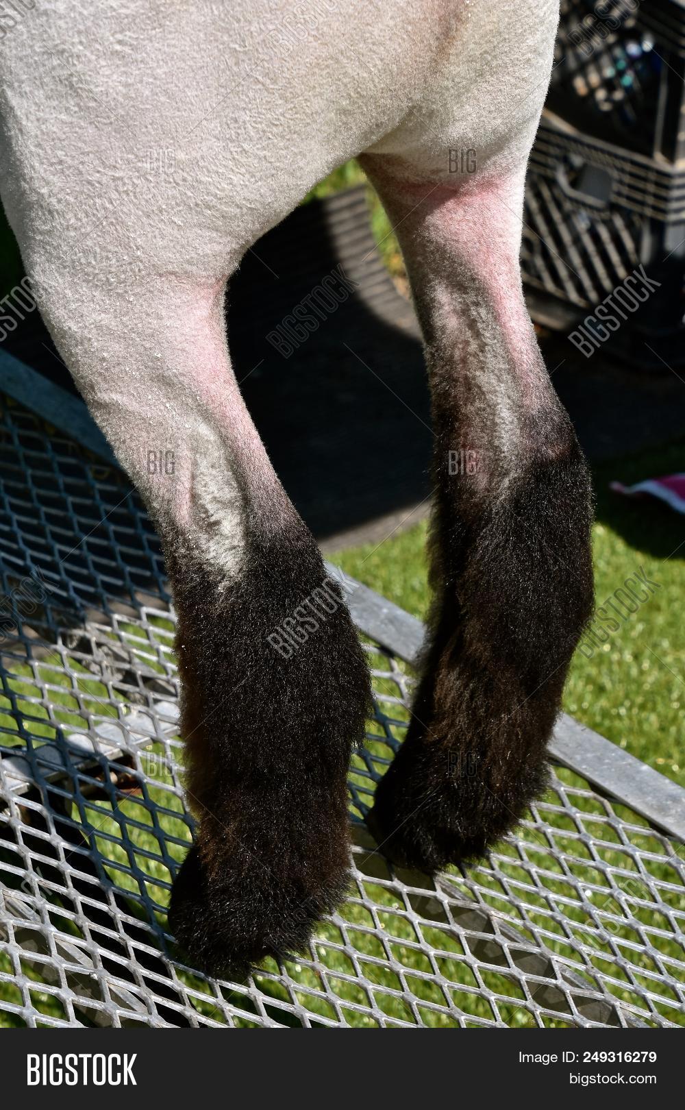 Rear Legs Shorn Sheep Image & Photo (Free Trial) | Bigstock