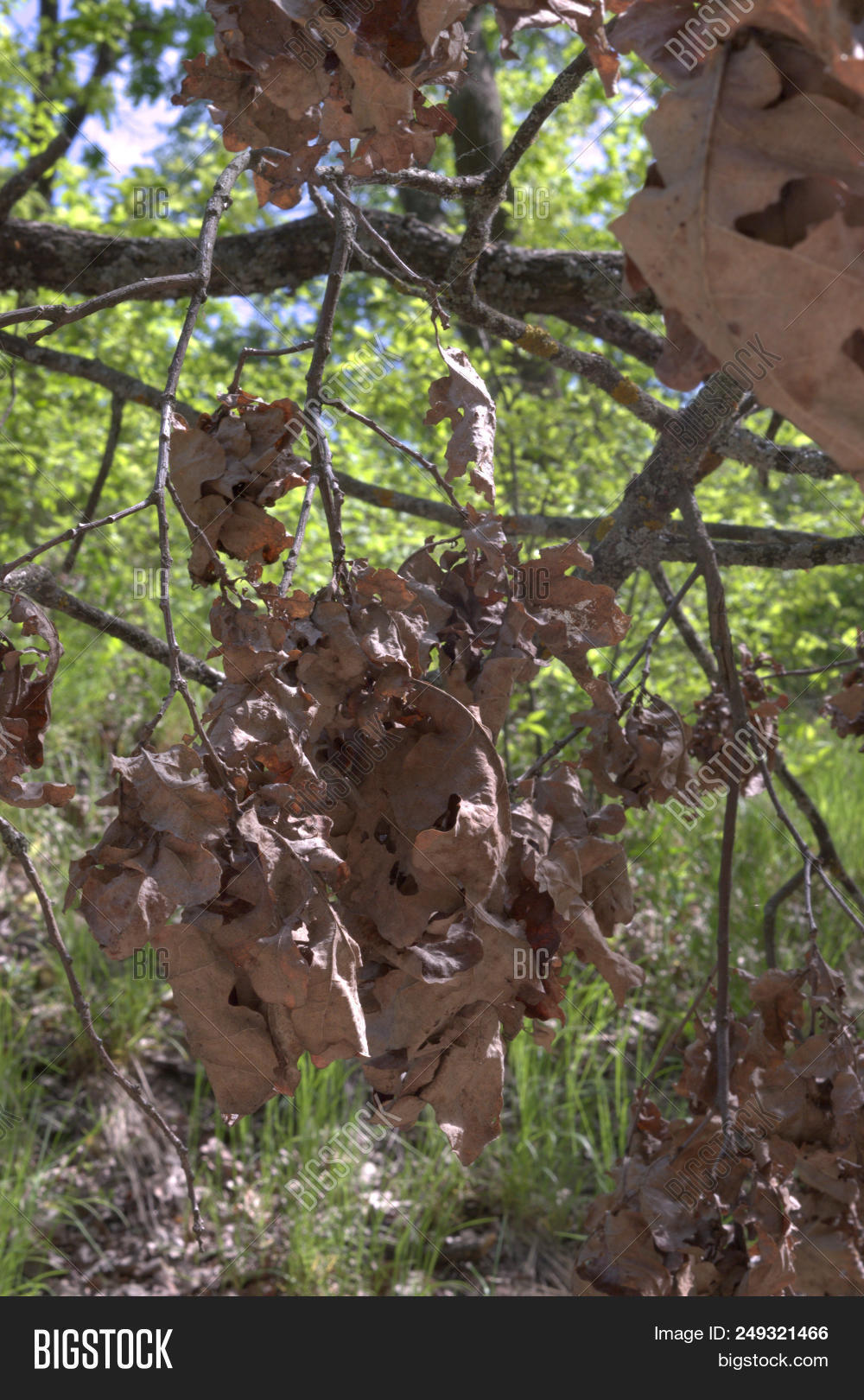 Cluster Oak Foliage. Image & Photo (Free Trial) | Bigstock