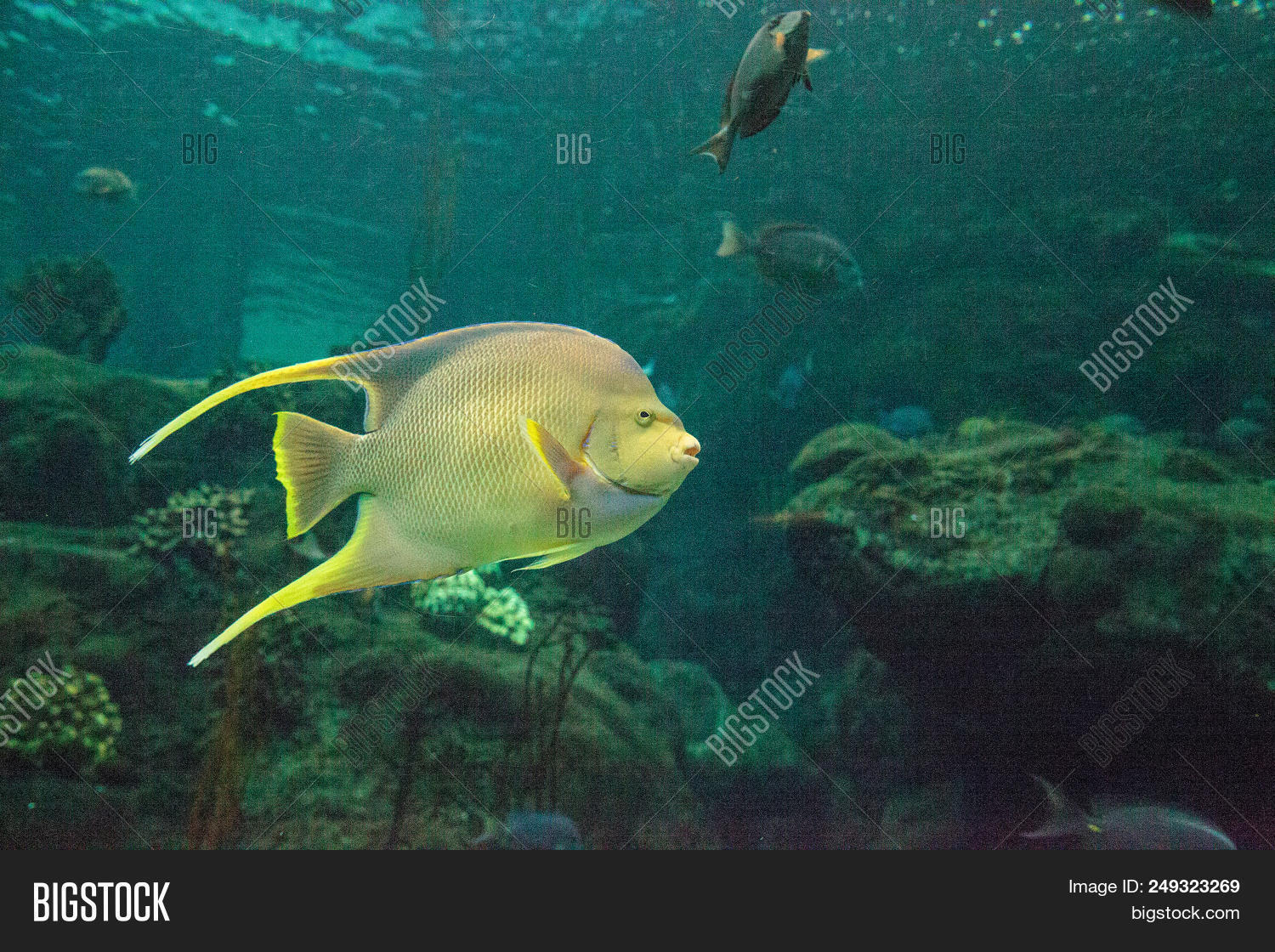 Bermuda Blue Angelfish Image & Photo (Free Trial) | Bigstock