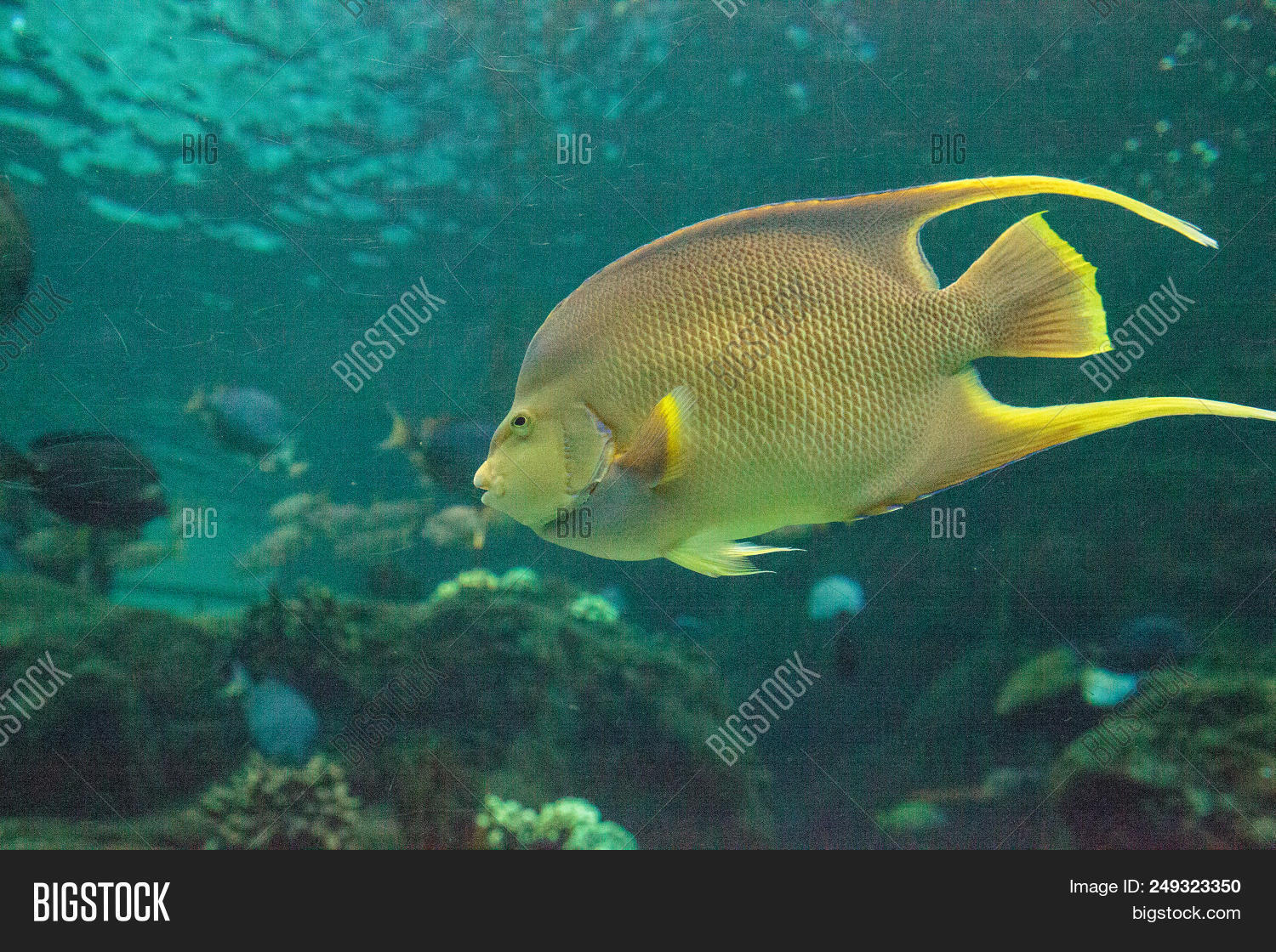 Bermuda Blue Angelfish Image & Photo (Free Trial) | Bigstock