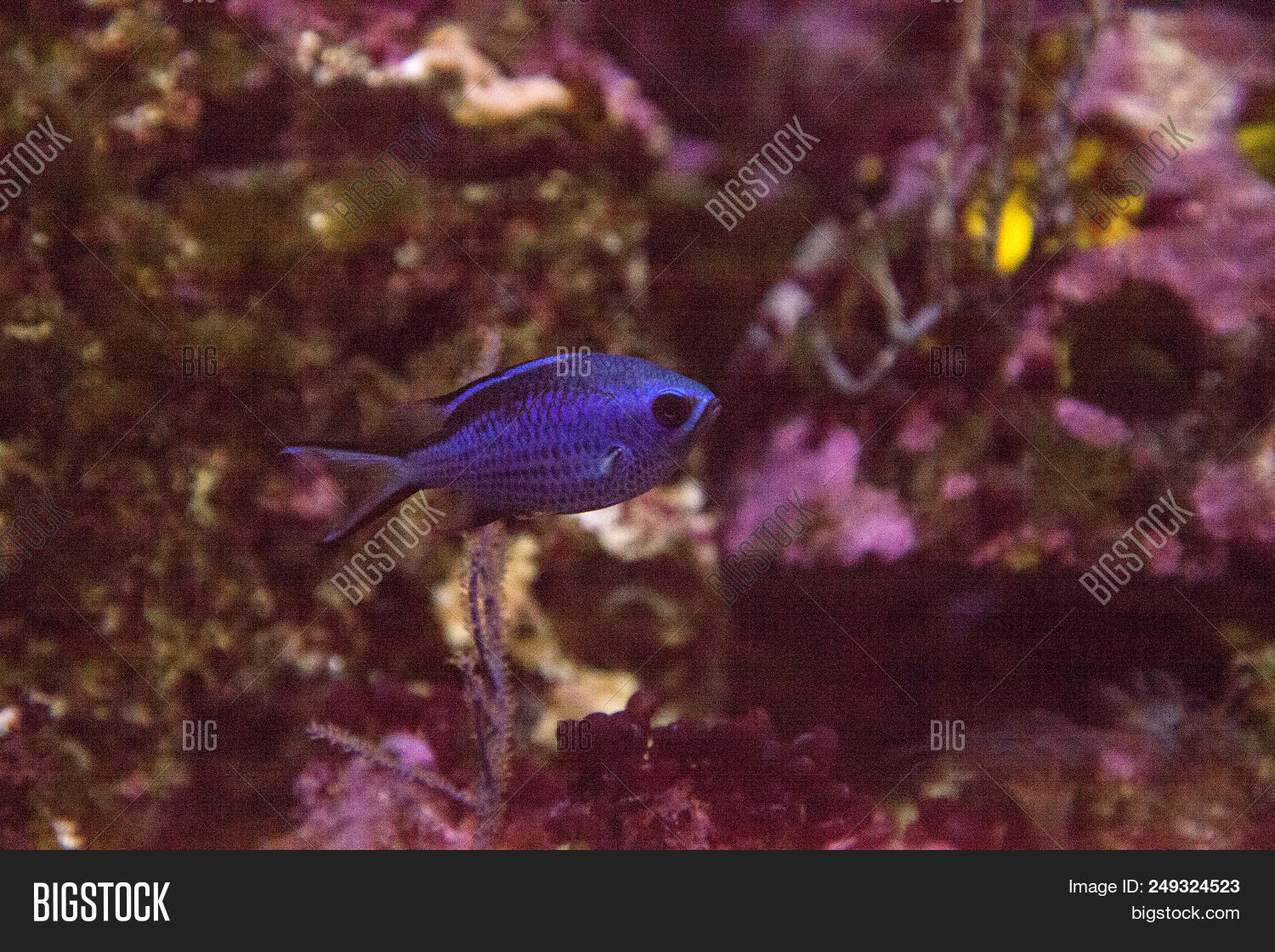 Blue Reef Chromis Image & Photo (Free Trial) | Bigstock
