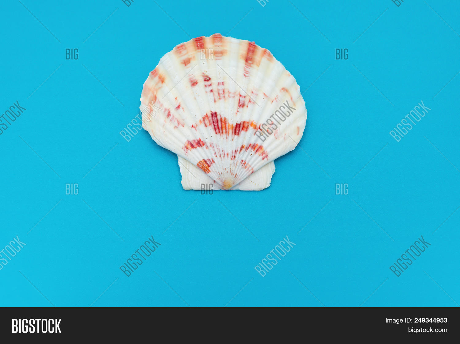 Top View Scallop Shell Image & Photo (Free Trial) | Bigstock